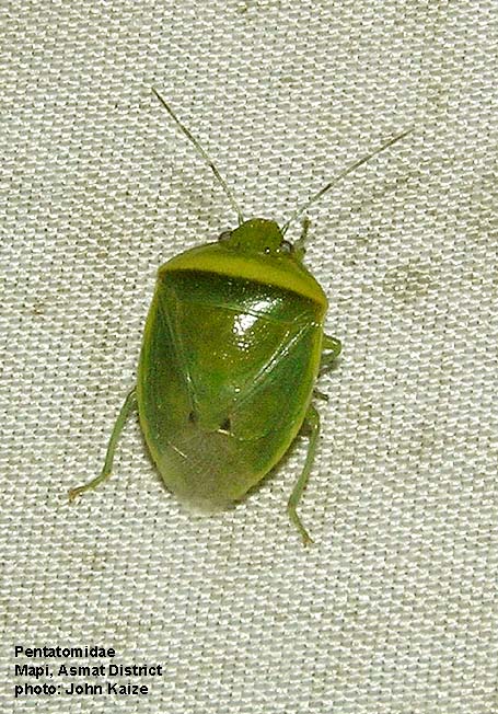 Papua Insects Foundation (Hemiptera/Heteroptera)